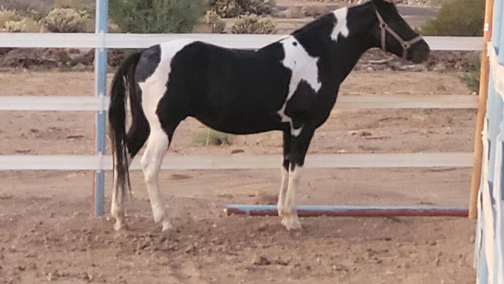 Bookings | Arizona Equestrian Institute and Center