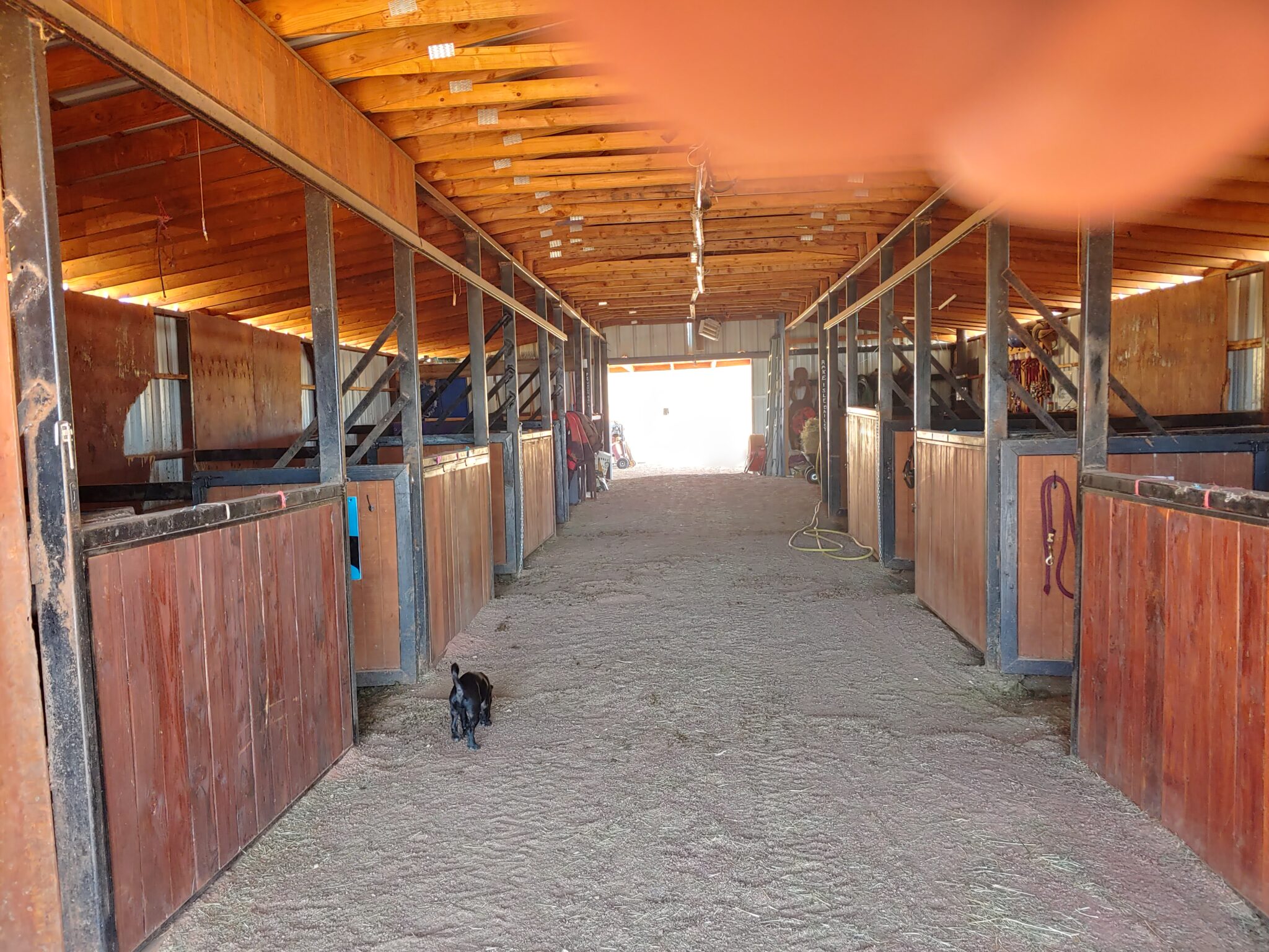 Arizona Equestrian Institute and Center | horse education, riding lessons